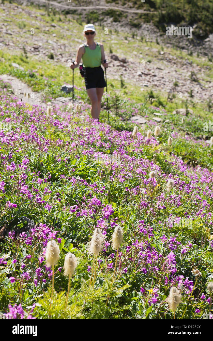Female Hiker Walking Along A Hillside Of Wild Flowers; Field British ...