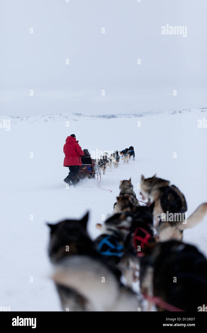 A high resolution image of a husky dog sled team racing Stock Photo - Alamy