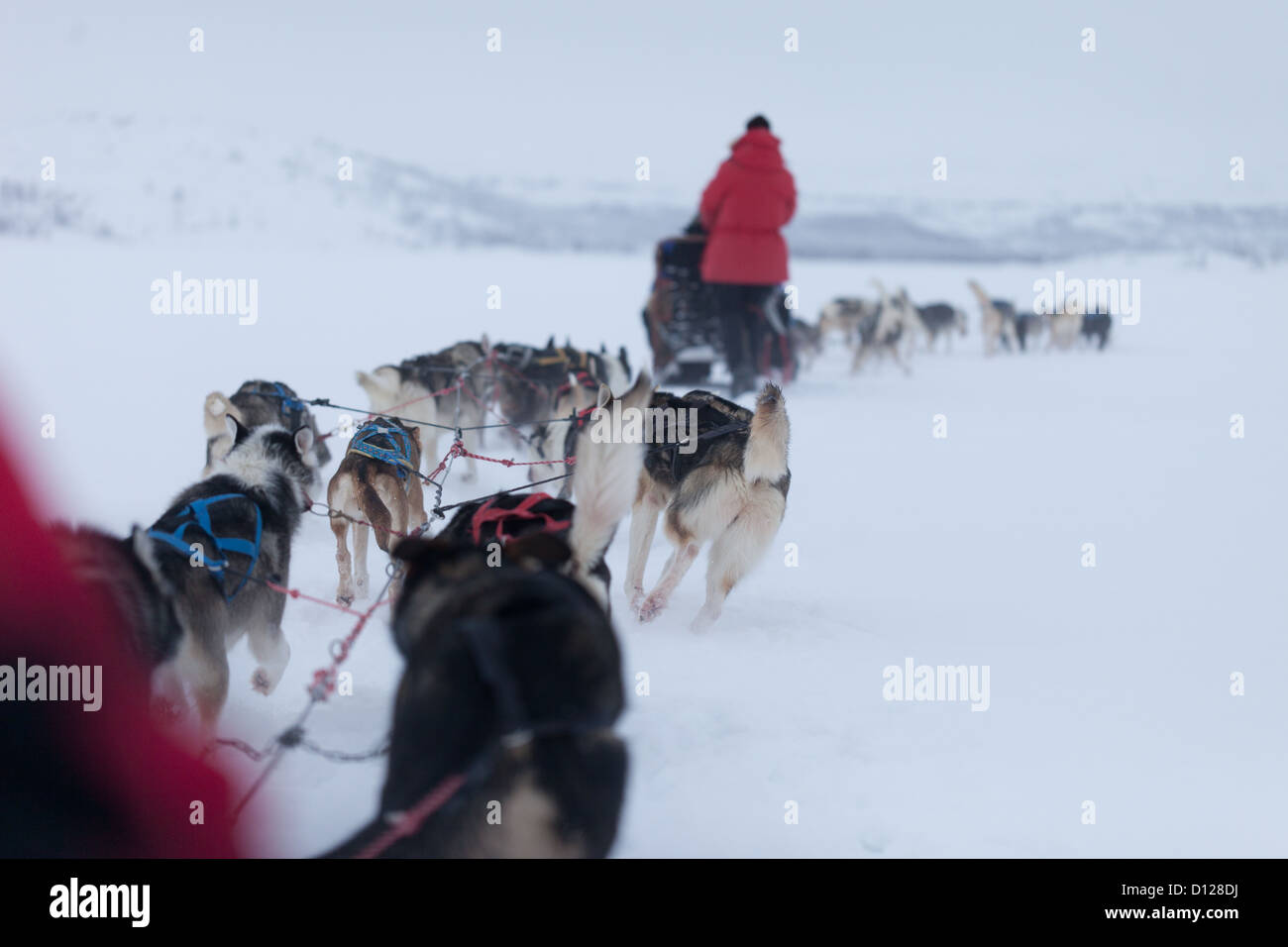 A high resolution image of a husky dog sled team racing Stock Photo - Alamy