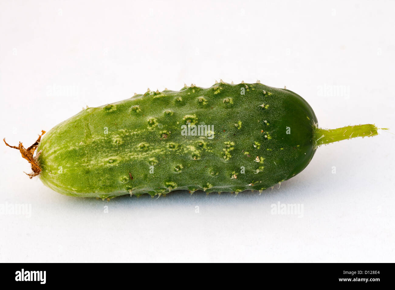 Just picked fresh raw cucumber on white background Stock Photo - Alamy