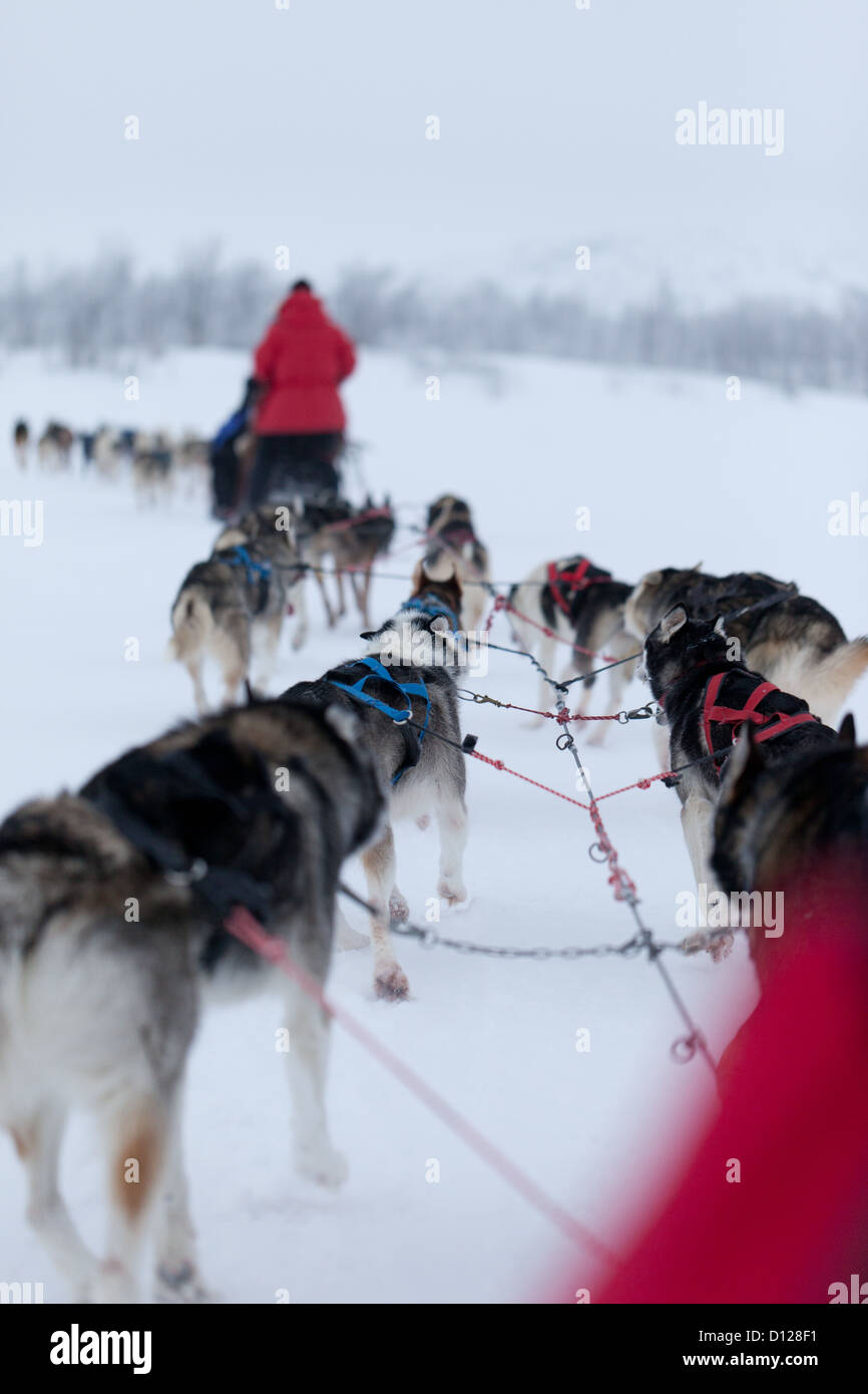 A high resolution image of a husky dog sled team racing Stock Photo - Alamy