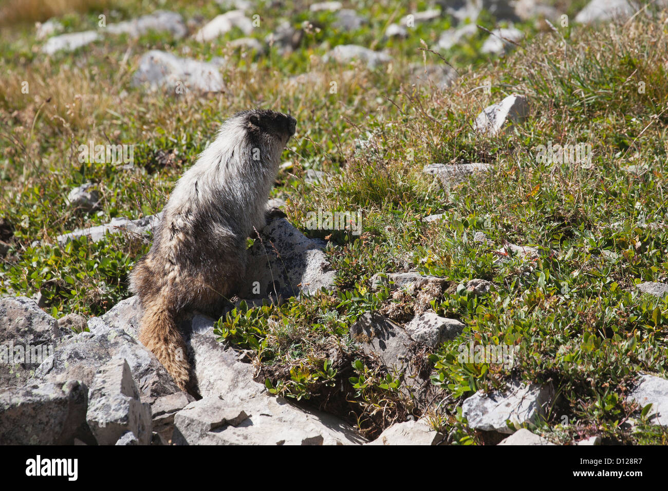 A Marmot On A Rock In A Mountain Meadow In Kananaskis Provincial Park ...