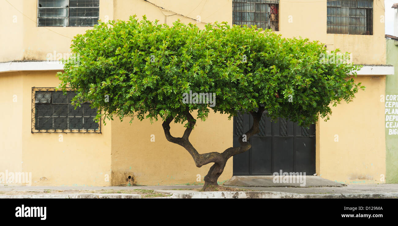 A Tree Outside A Yellow Building; Guatemala City Guatemala Stock Photo ...