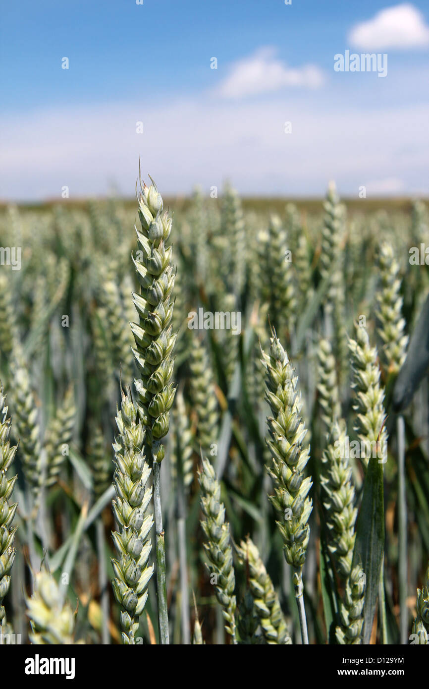 Field country fresh agriculture hi-res stock photography and images - Alamy