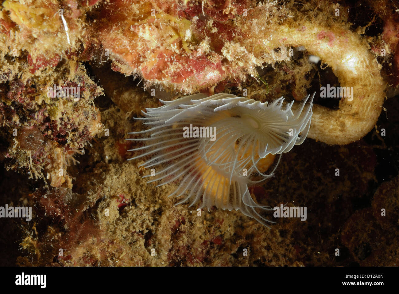 Protula Tubularia High Resolution Stock Photography and Images - Alamy