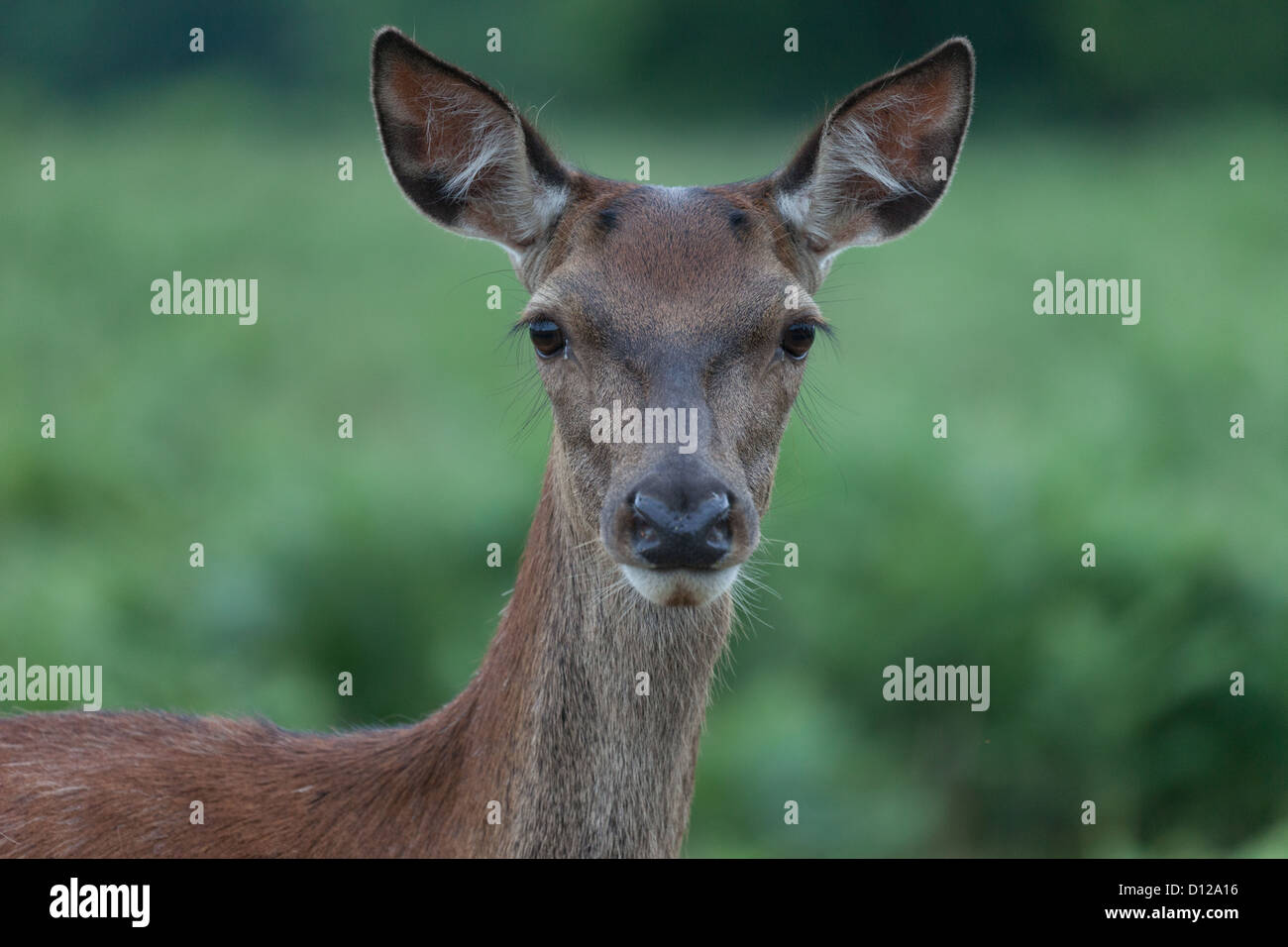 A high resolution image of deers in a forest Stock Photo - Alamy