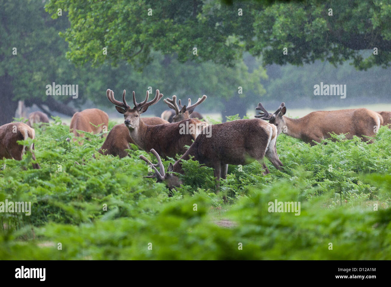 A high resolution image of deers in a forest Stock Photo - Alamy