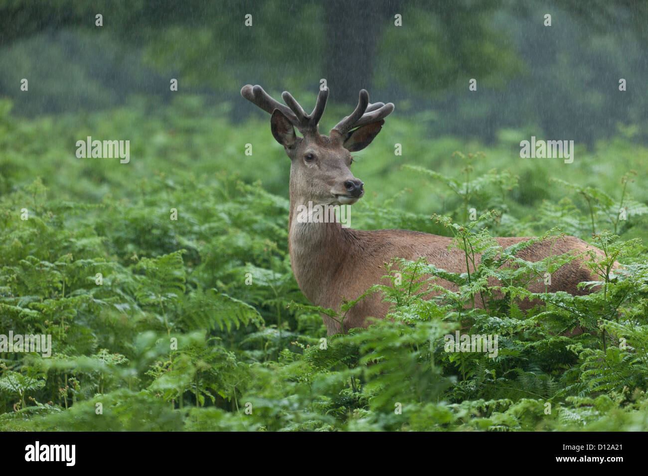 A high resolution image of deers in a forest Stock Photo - Alamy