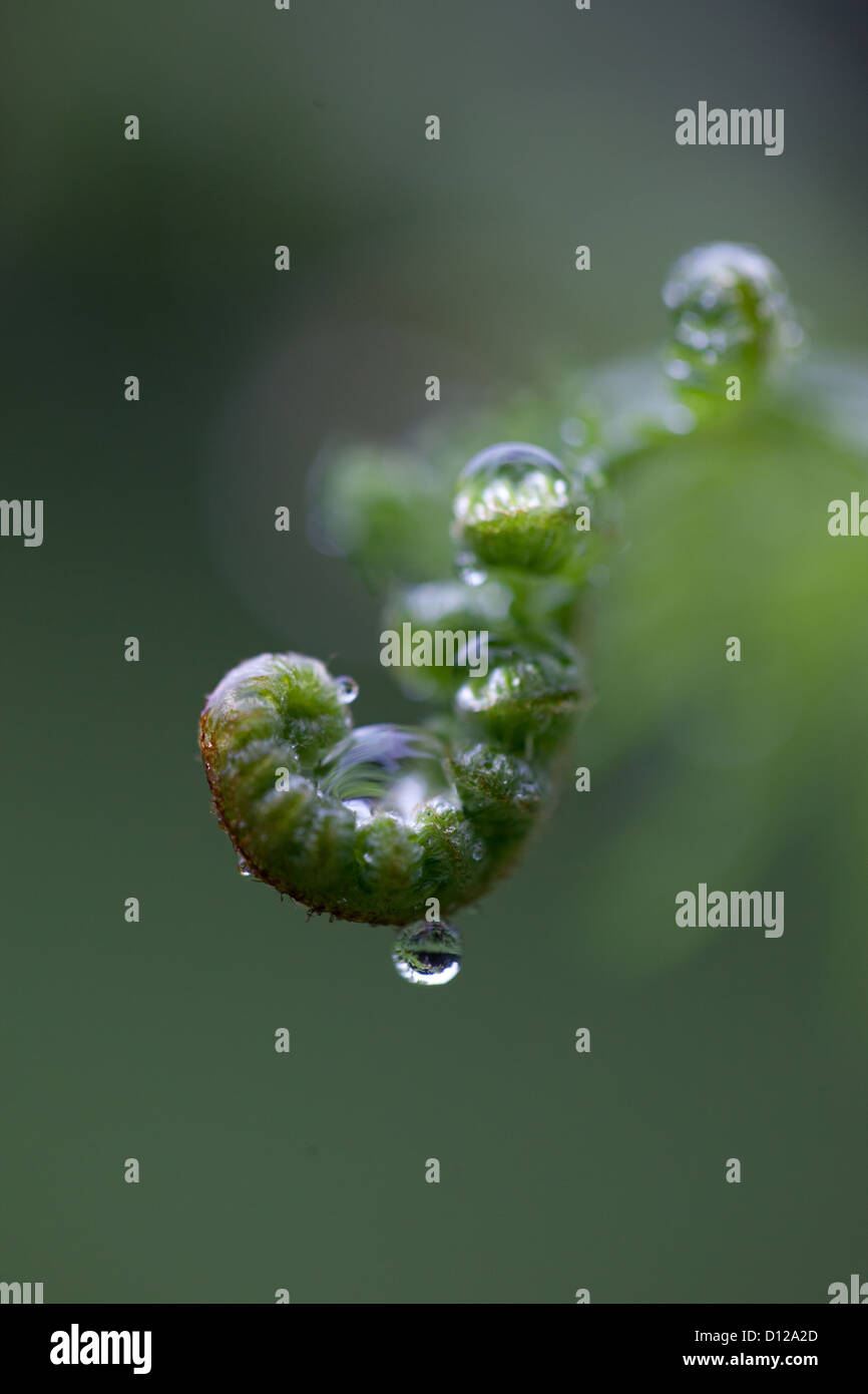 Fern frond and droplet of water in a forest Stock Photo - Alamy