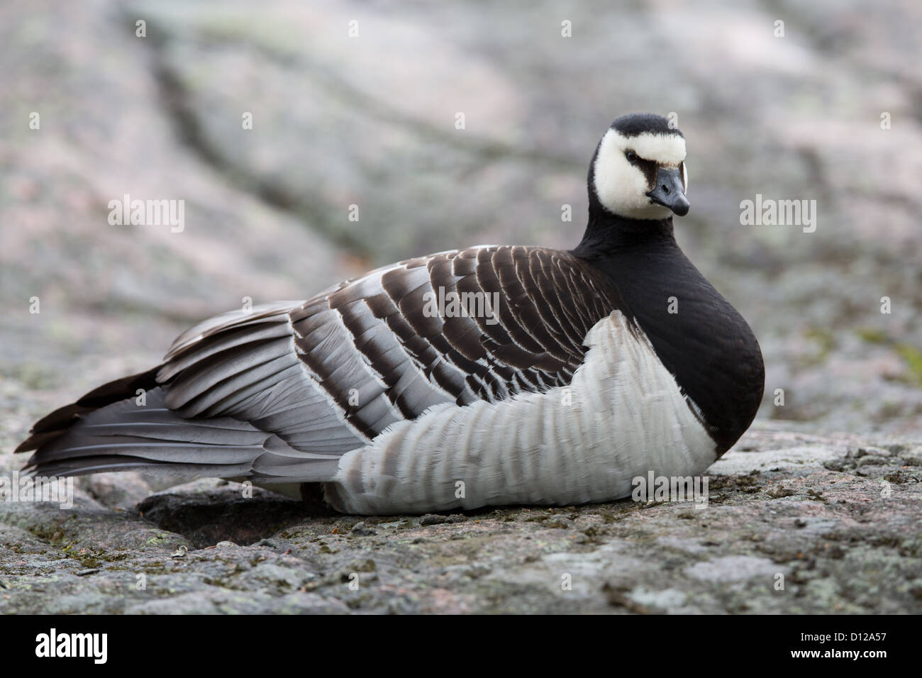 Bird image high resolution hi-res stock photography and images - Alamy