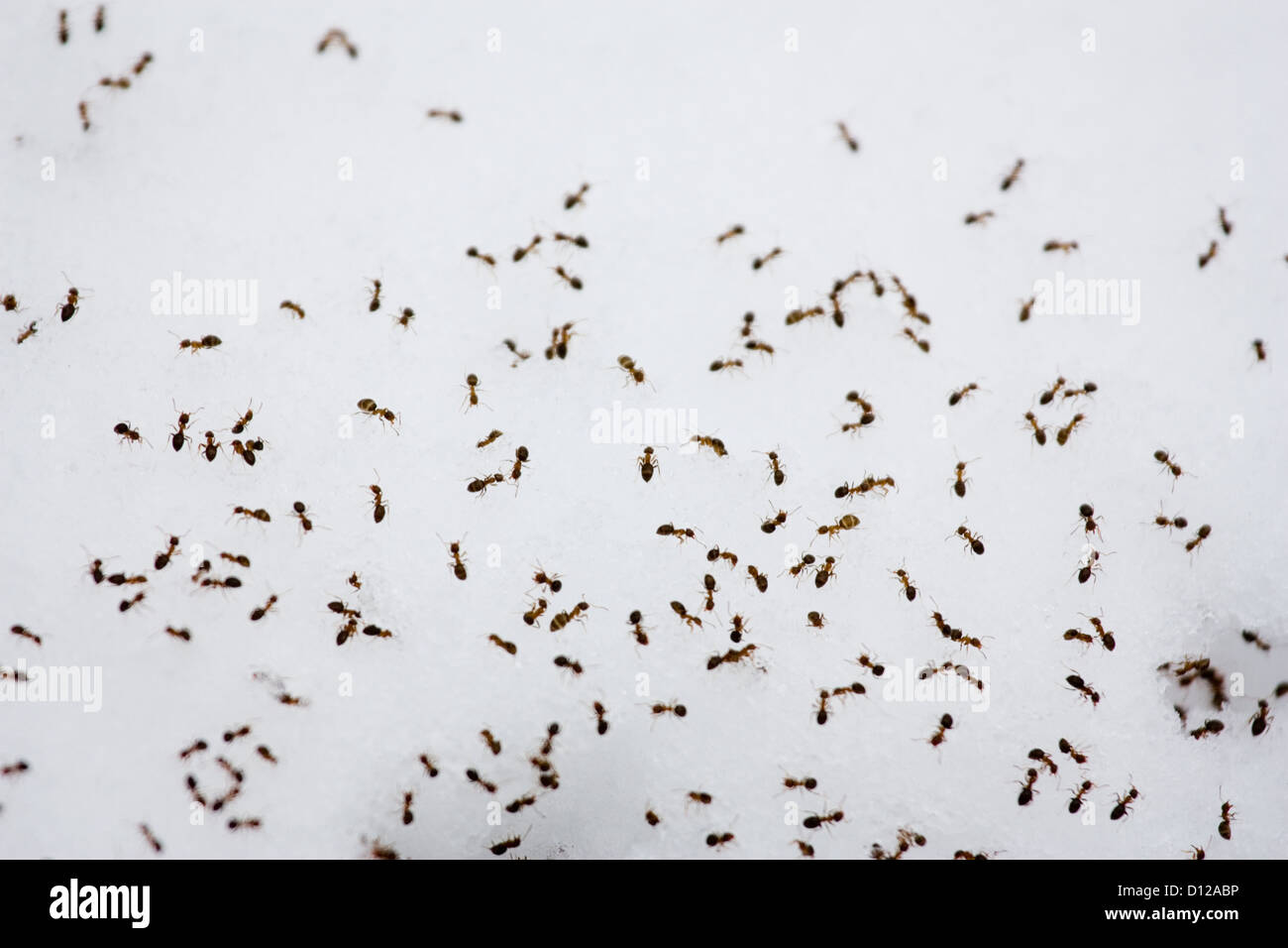 Ants plague hi-res stock photography and images - Alamy