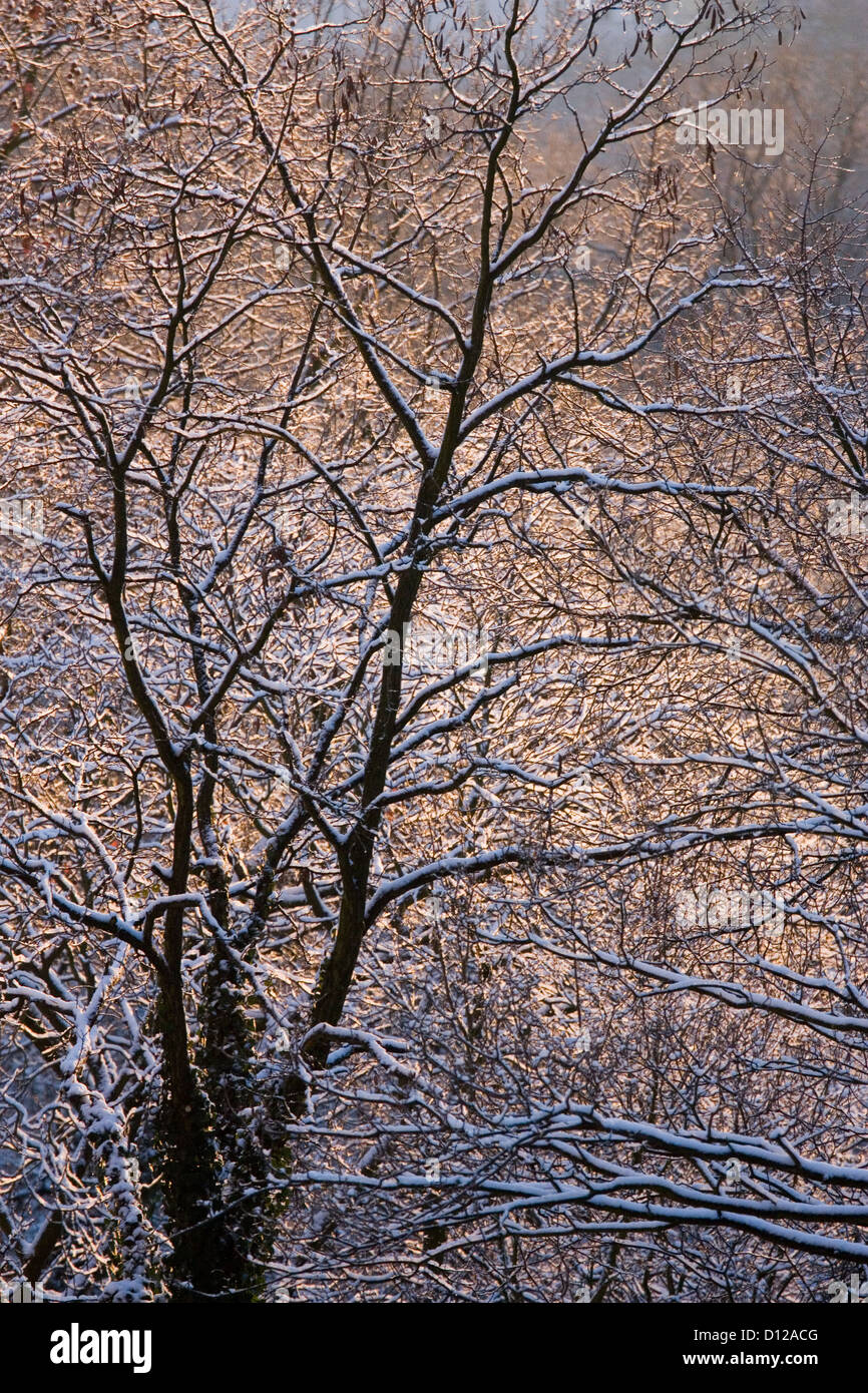 Foreign Trees High Resolution Stock Photography and Images - Alamy