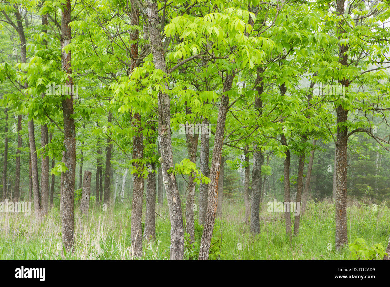 Ash forest hi-res stock photography and images - Alamy