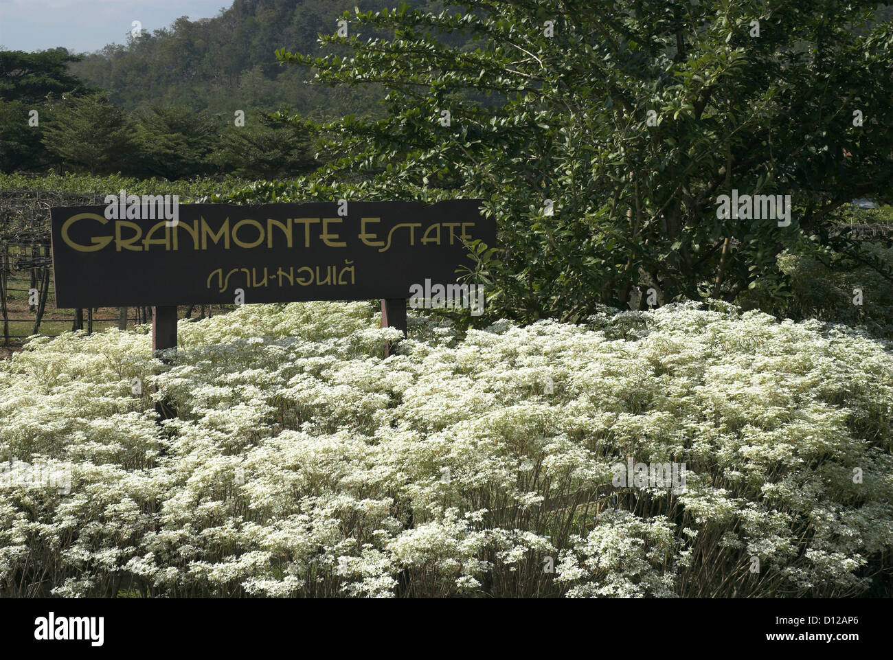 Granmonte Estate Asoke Valley Khao Yai Thailand Stock Photo - Alamy