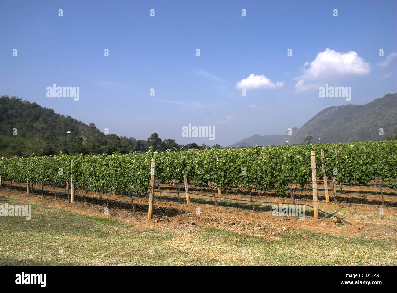 Granmonte Estate Asoke Valley Khao Yai Thailand Stock Photo - Alamy