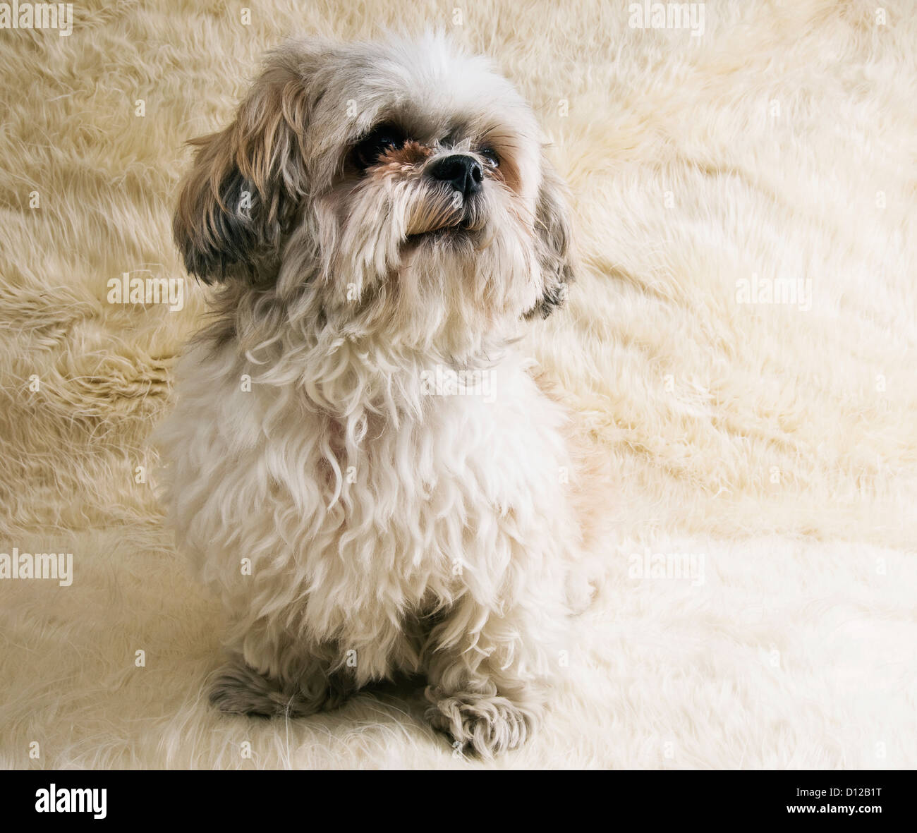 Lhasa apso dog hi-res stock photography and images - Alamy