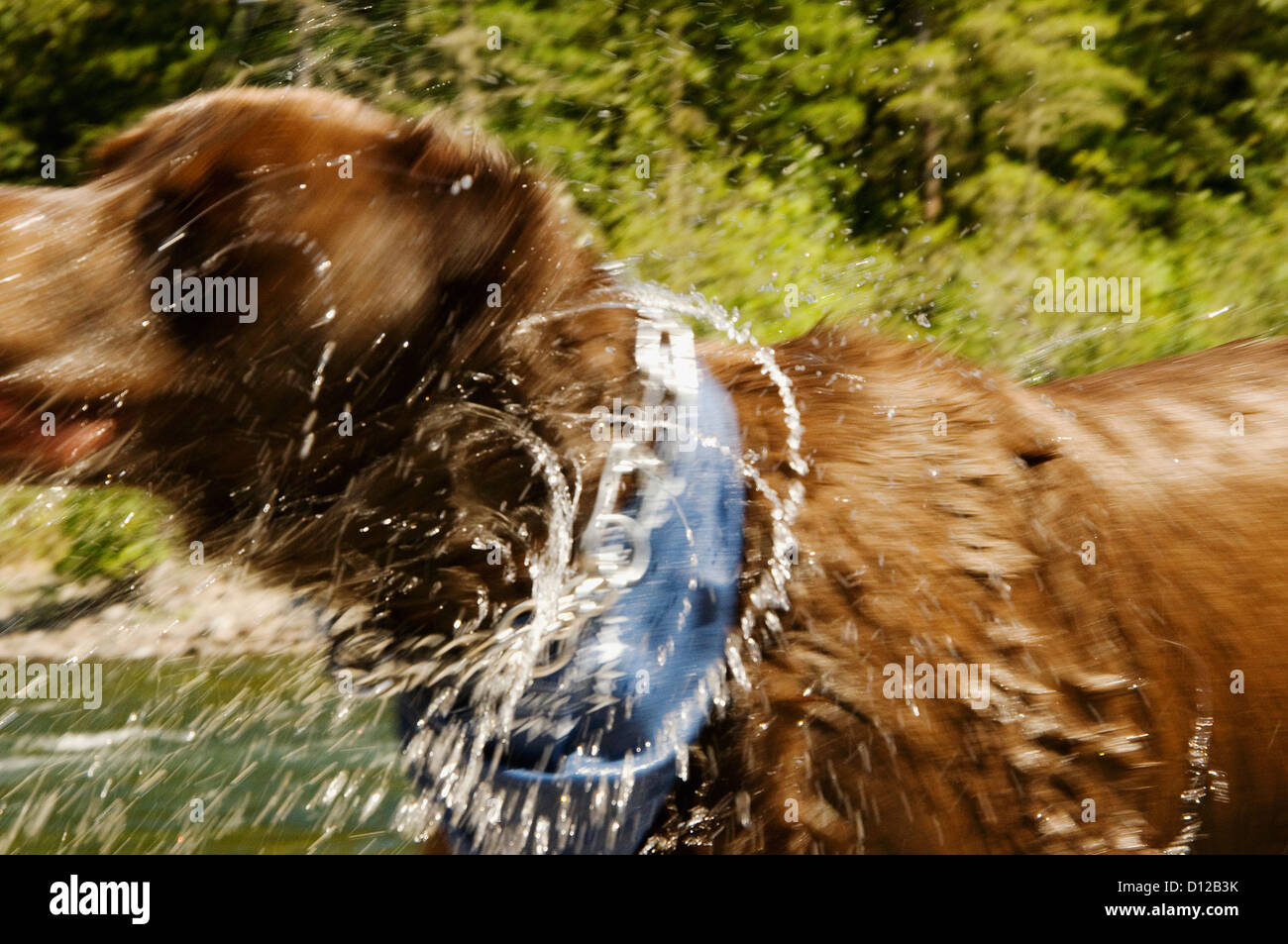 Dog shaking water river hi-res stock photography and images - Alamy