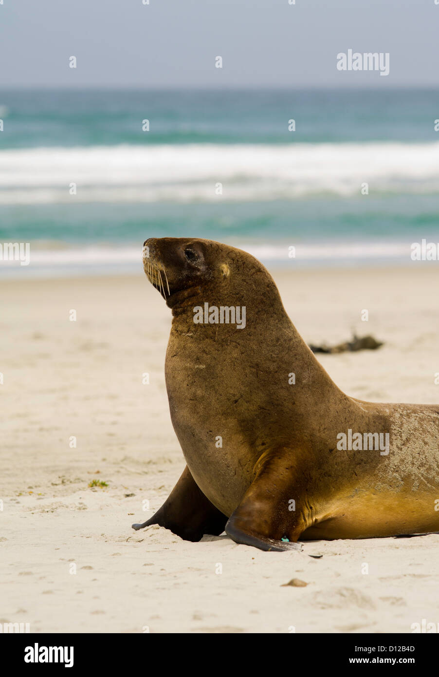 Wild, adult sea lion at Allan's Beach/Bay, Otago Peninsula, near ...