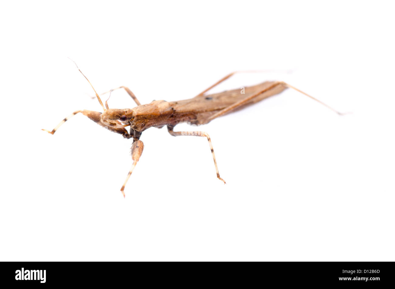 Insect and foliage Cut Out Stock Images & Pictures - Alamy