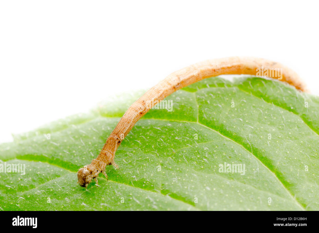 Inchworms High Resolution Stock Photography and Images - Alamy