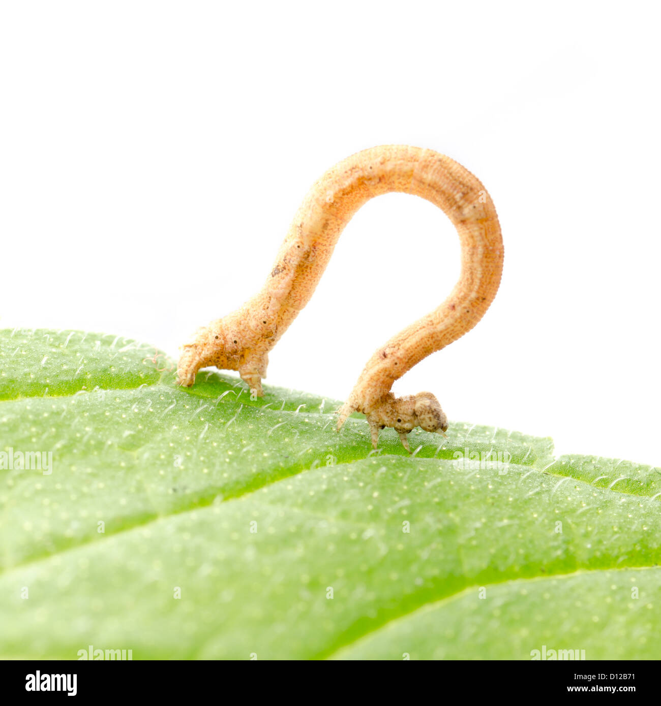 Inchworms hi-res stock photography and images - Alamy