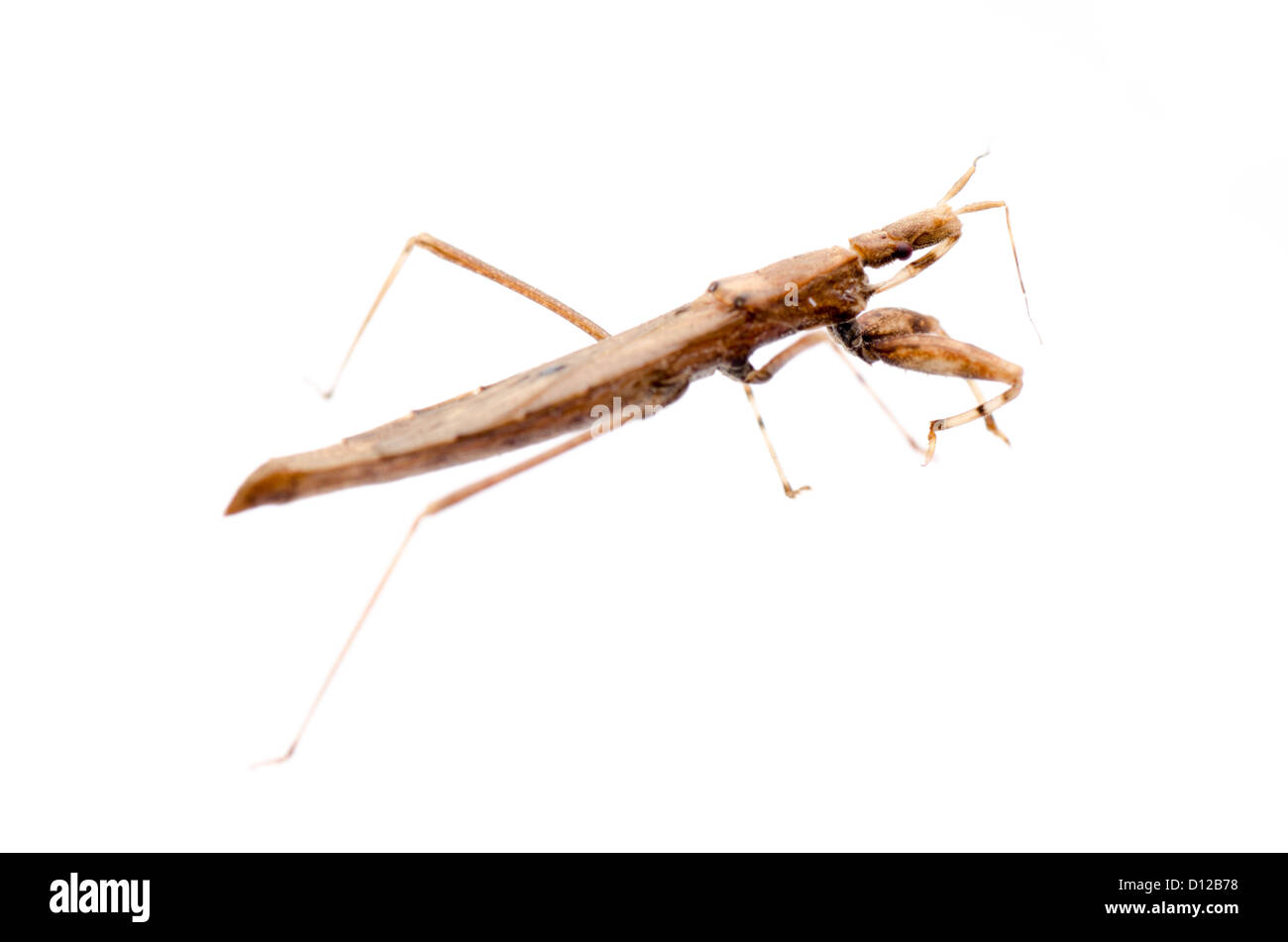 insect assassin bug isolated on white Stock Photo - Alamy