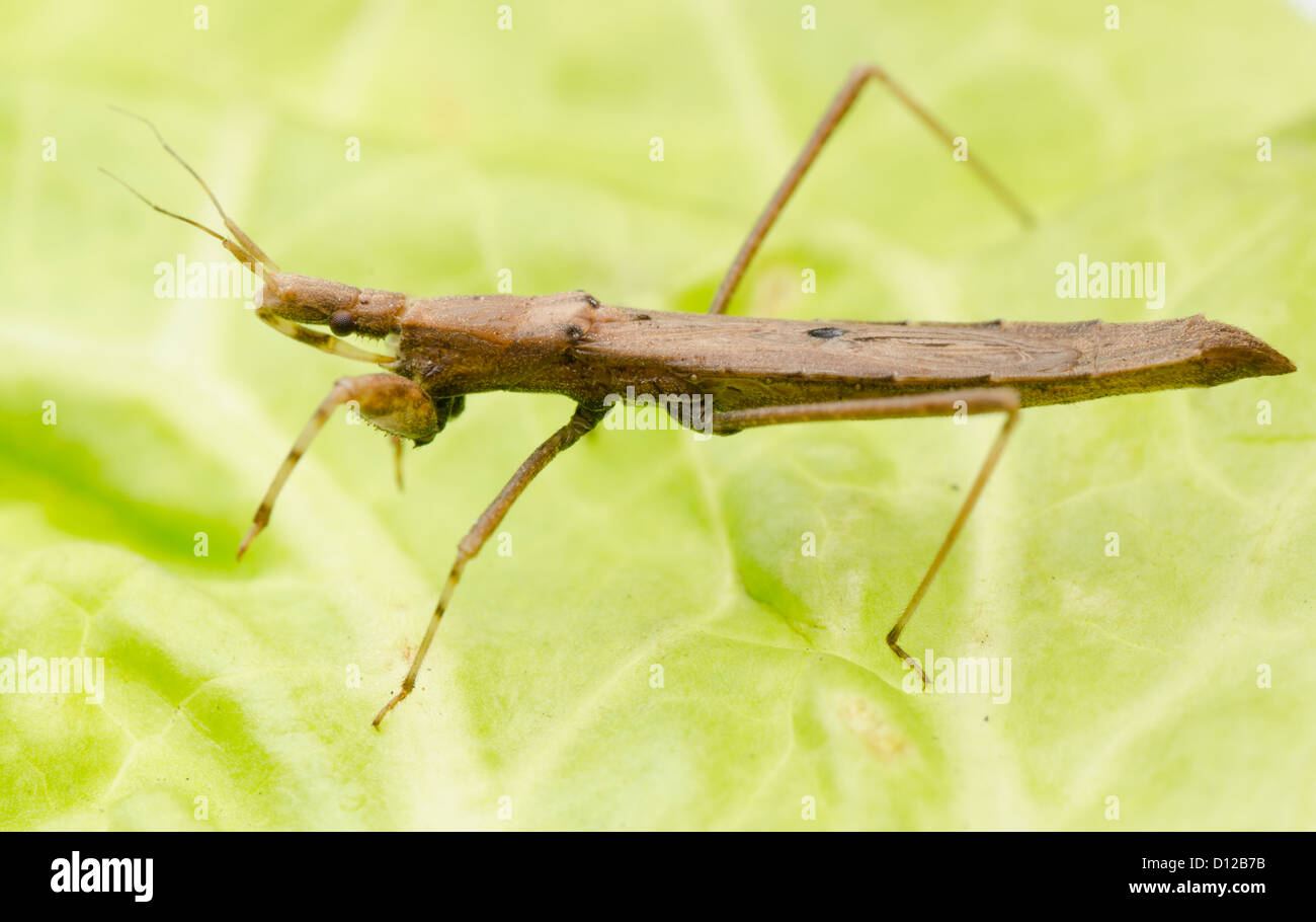 insect assassin bug on green leaf Stock Photo - Alamy