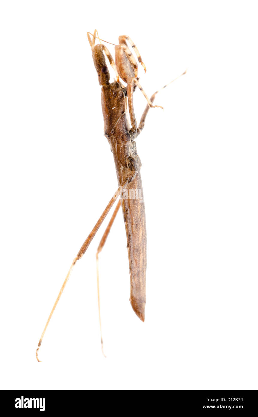 Insect and foliage Cut Out Stock Images & Pictures - Alamy