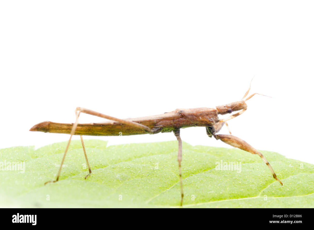 insect assassin bug on green leaf Stock Photo - Alamy