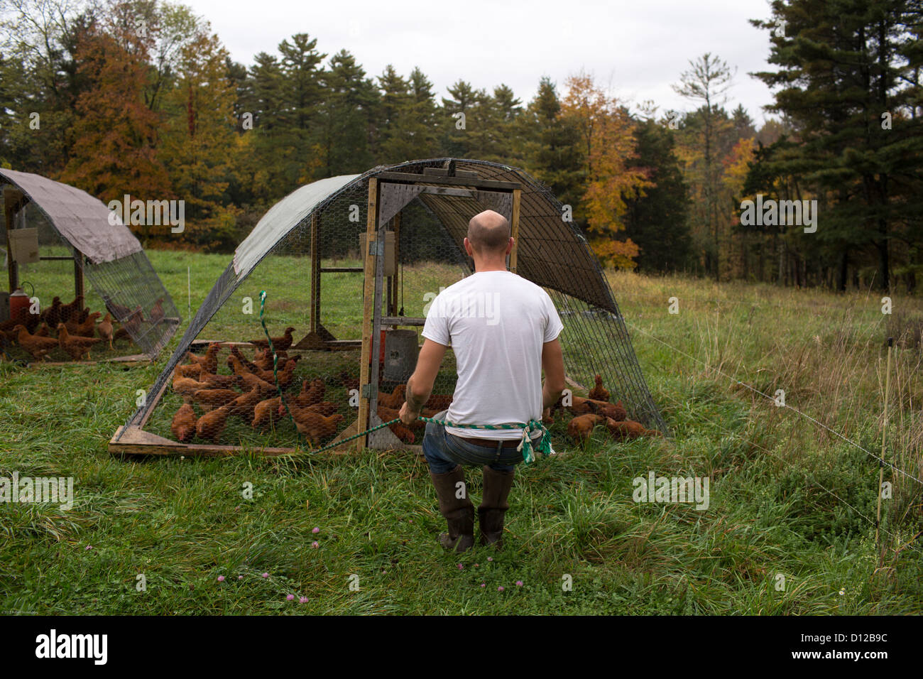 A farm worker moves a chicken coop at the Moon in the Pond farm Stock ...