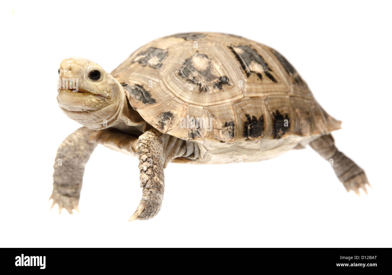cute pet turtle tortoise isolated Stock Photo - Alamy