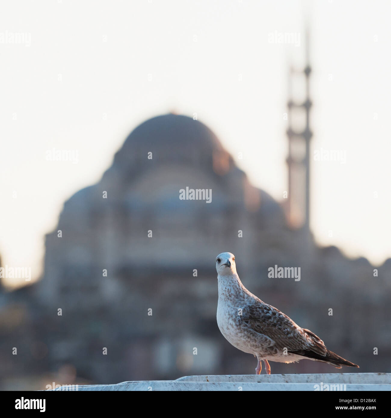 Turkey silhouette bird hi-res stock photography and images - Alamy