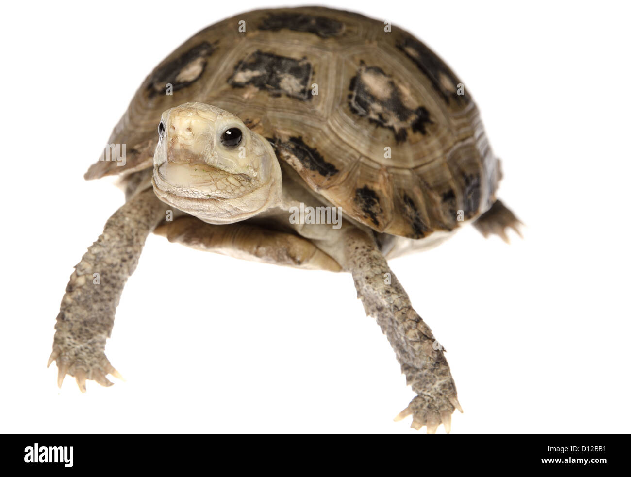 cute pet turtle tortoise isolated Stock Photo - Alamy