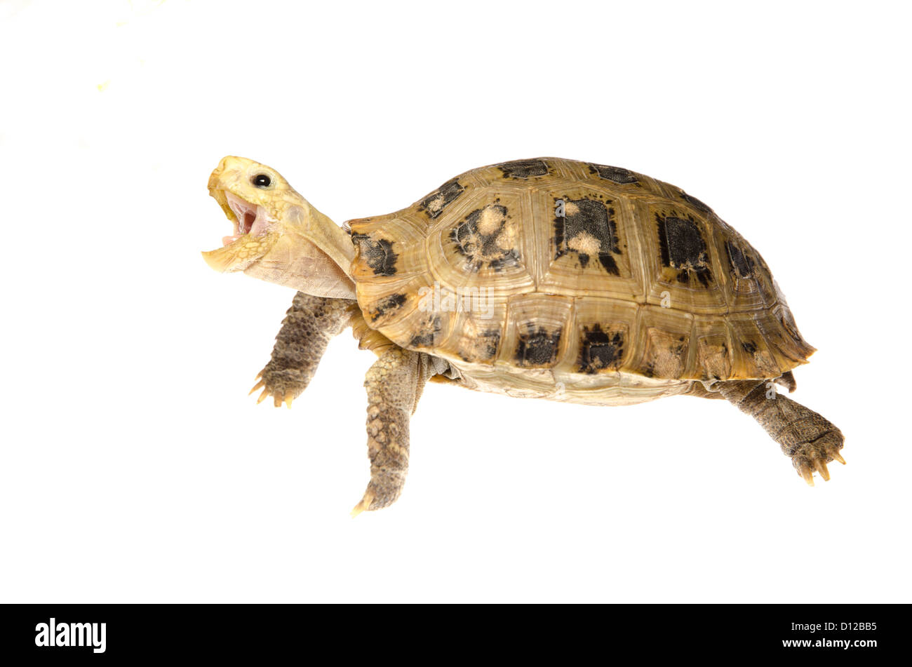 Turtle mouth open Cut Out Stock Images & Pictures - Alamy