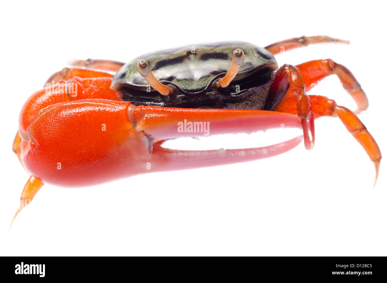 animal fiddler crab isolated on white background Stock Photo - Alamy