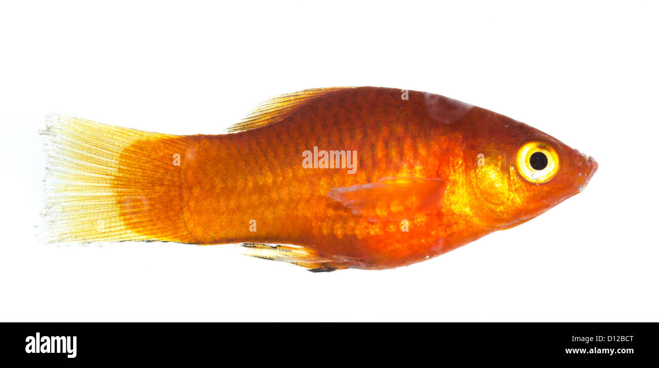 pet fish isolated on white background Stock Photo - Alamy