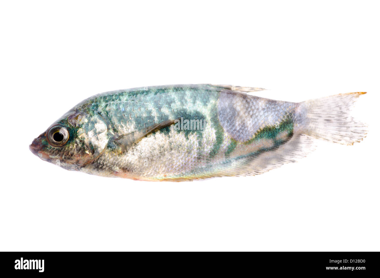 green pet fish isolated on white background Stock Photo - Alamy