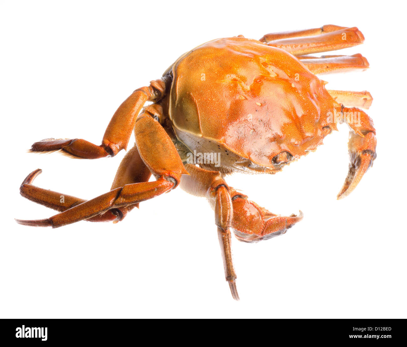 seafood animal red crab isolated Stock Photo - Alamy
