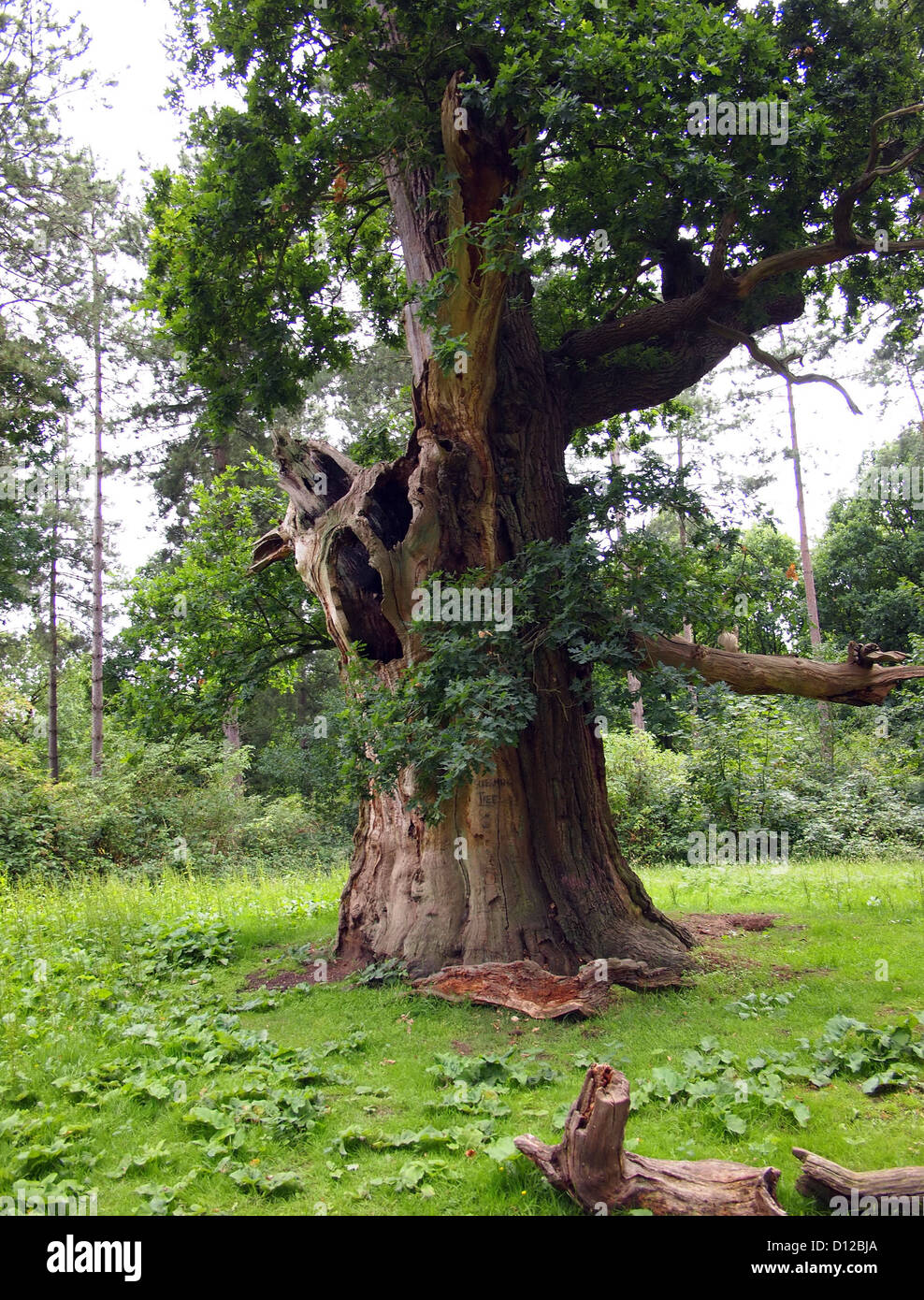 The Scream Tree Stock Photo - Alamy