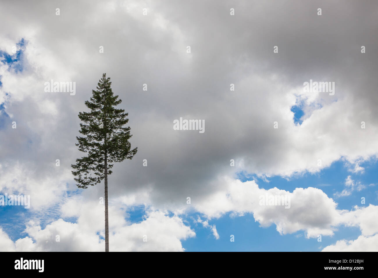 A Lone Tree Stands High Above A Logged Forest In The Cedar Area Of ...
