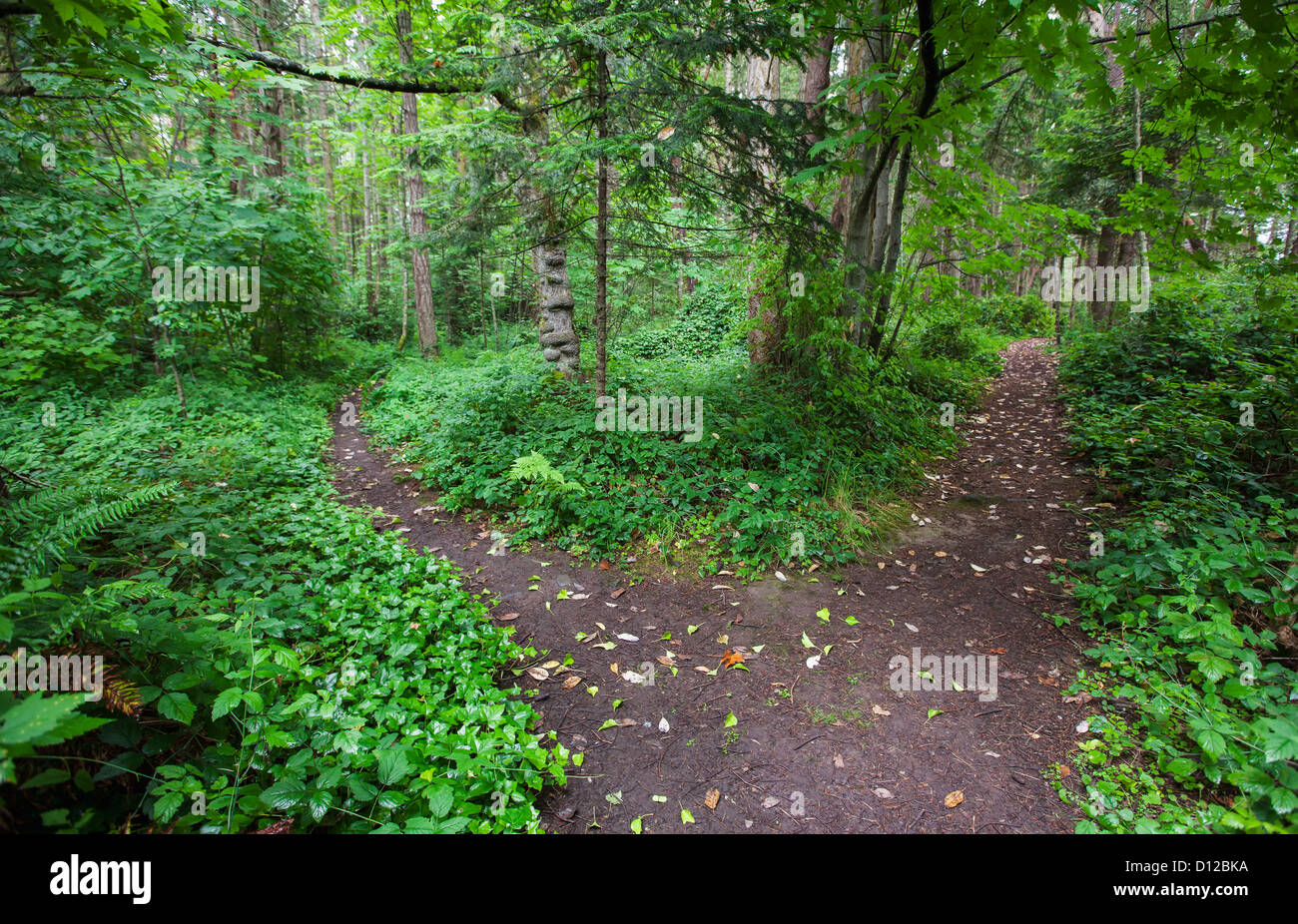 Two paths fork forest hi-res stock photography and images - Alamy