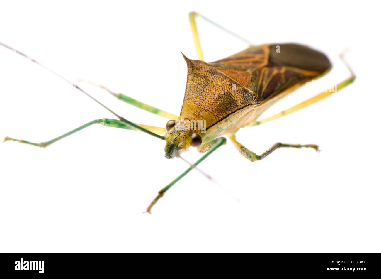 insect stink bug isolated on white Stock Photo - Alamy
