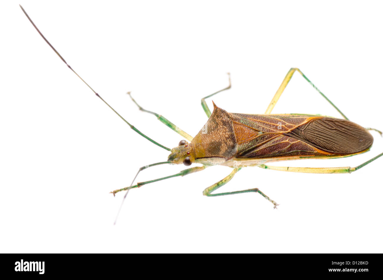 Hemiptera macro insect Cut Out Stock Images & Pictures - Alamy