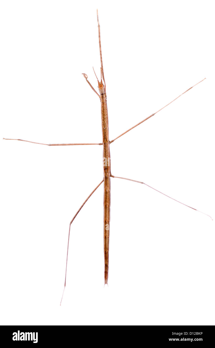 insect walking stick bug isolated on white Stock Photo - Alamy