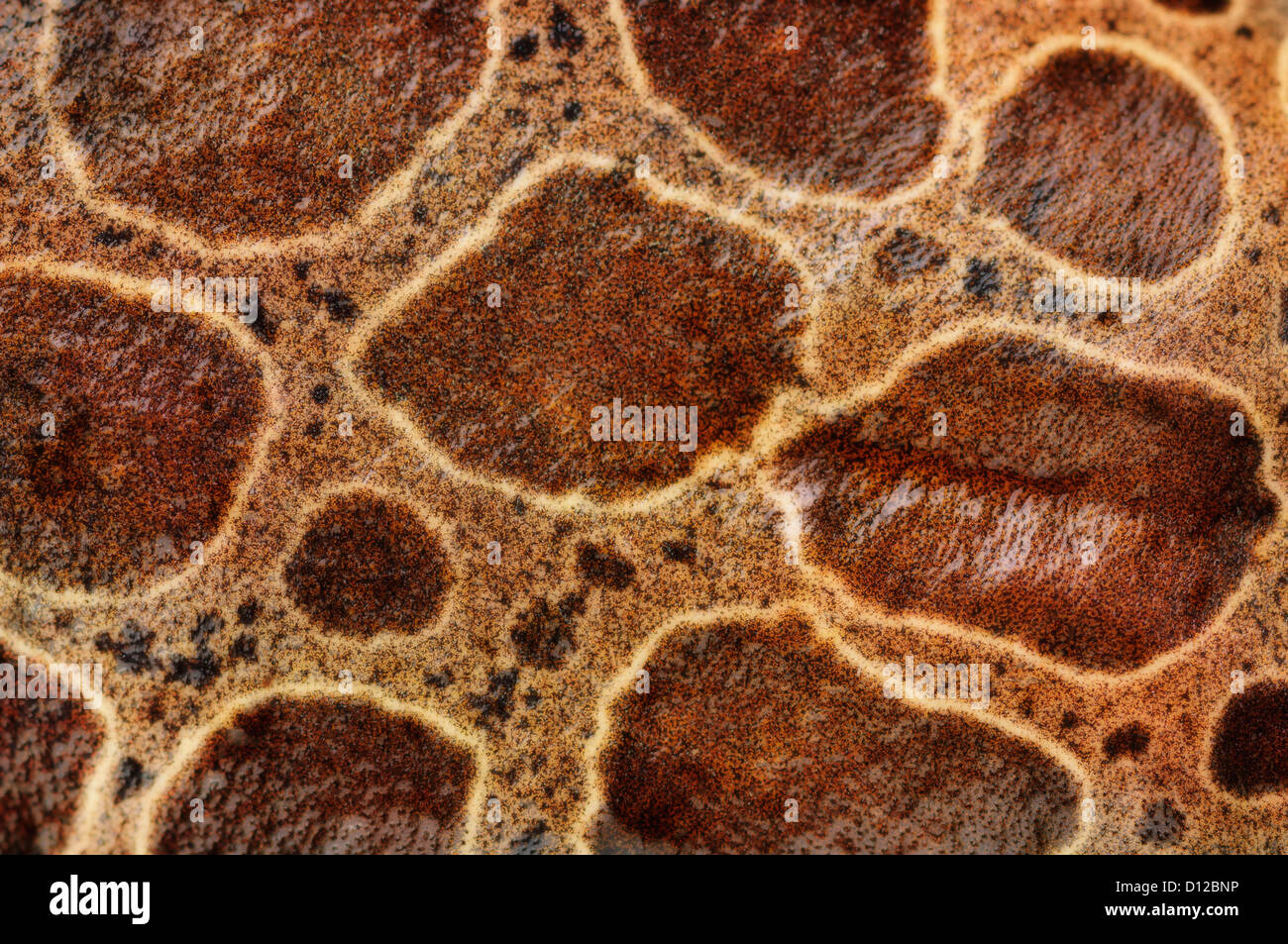 Fire legged walking frog hi-res stock photography and images - Alamy