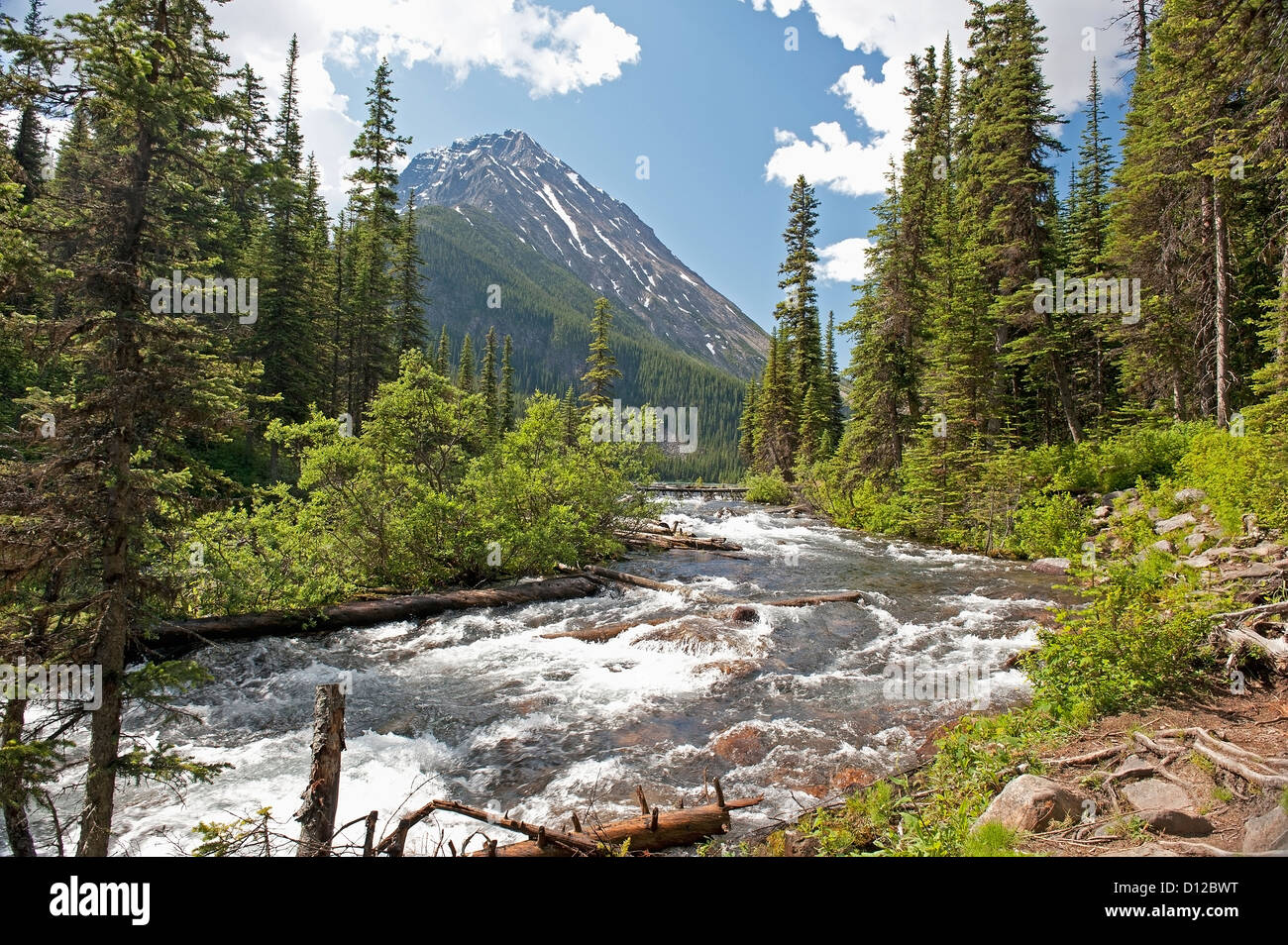 A River Running Through A Forest In The Canadian Rocky Mountains ...