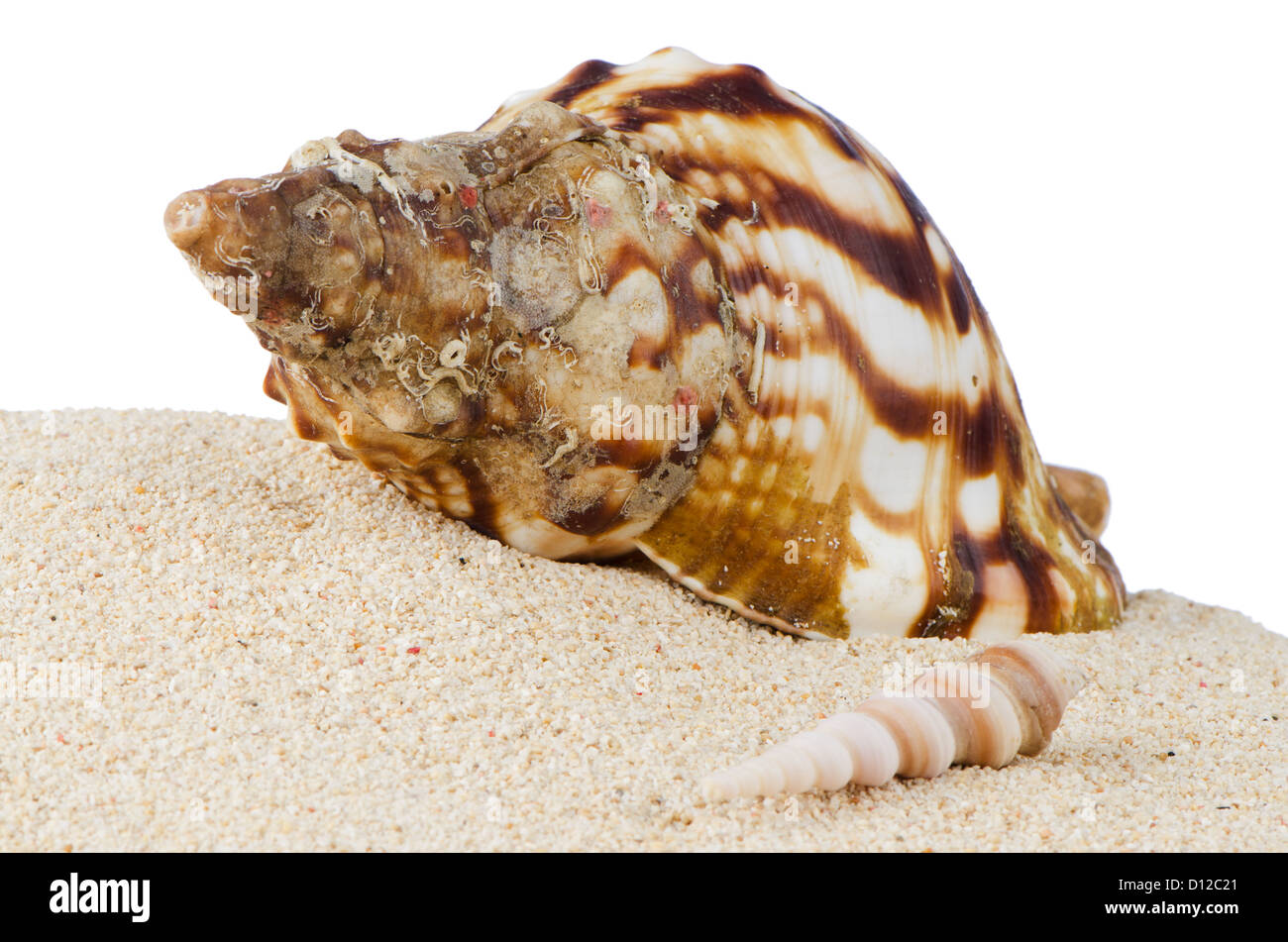 Conch sea shell on sand isolated on white background Stock Photo - Alamy