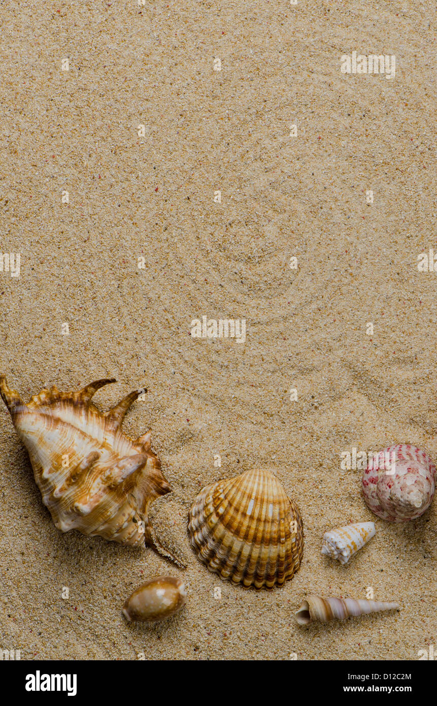 Sea shells with sand as background Stock Photo - Alamy