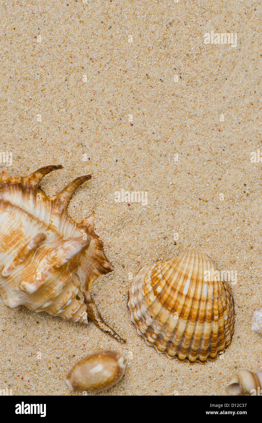 Sea shells with sand as background Stock Photo - Alamy