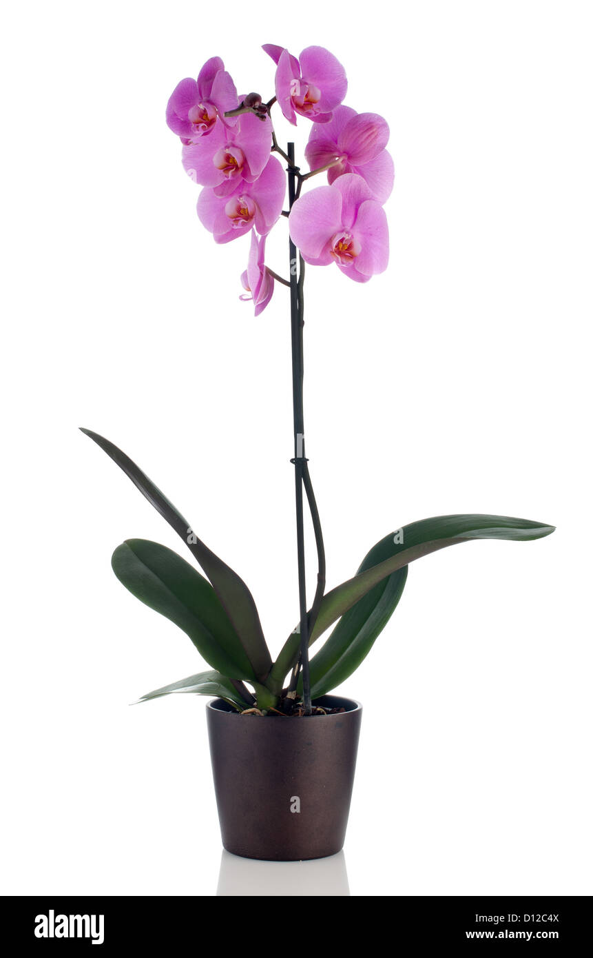 Pink orchid in a white flowerpot on dark background Stock Photo - Alamy